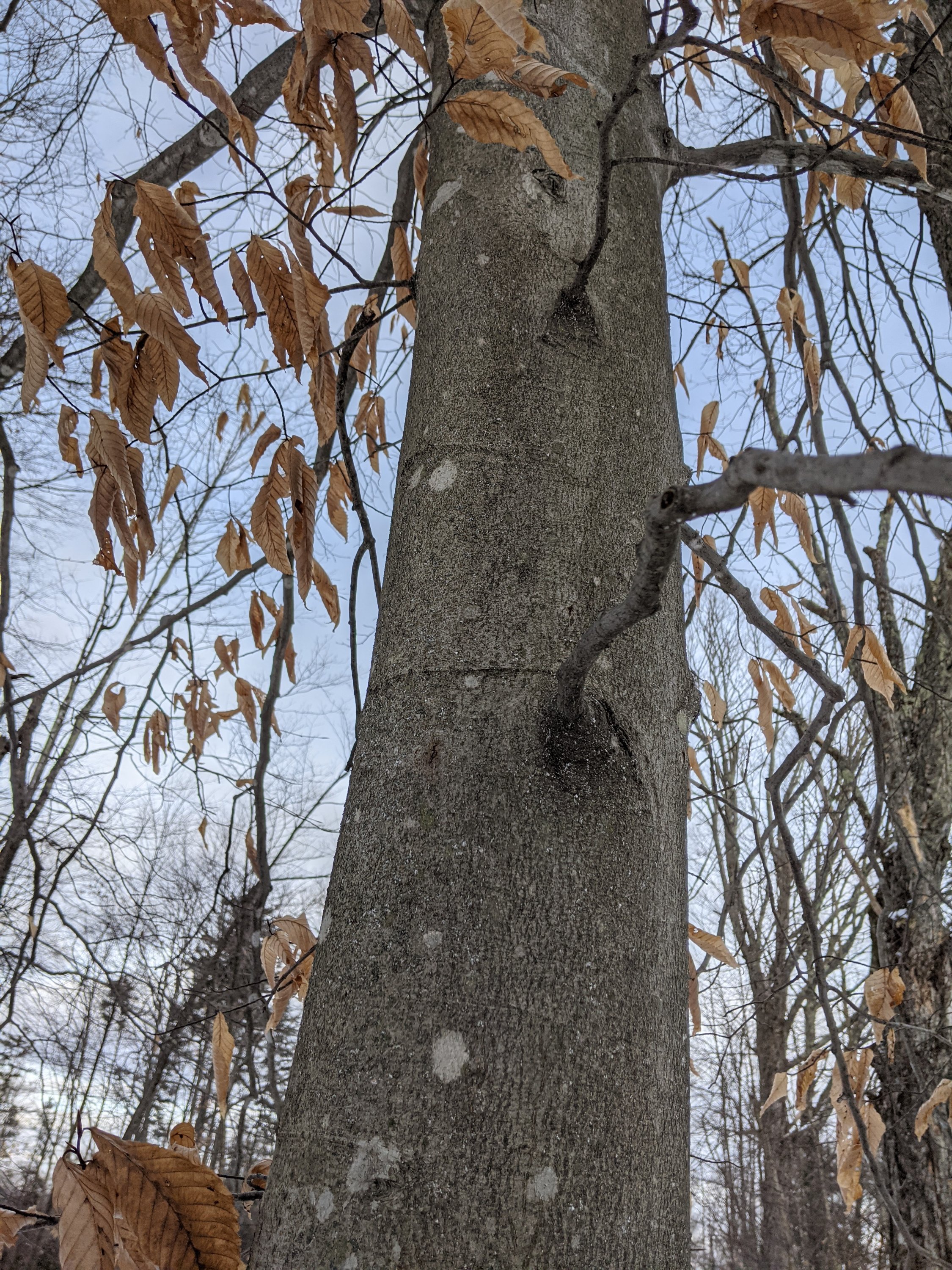 American Beech – ID Sheet – SeasonWords.com