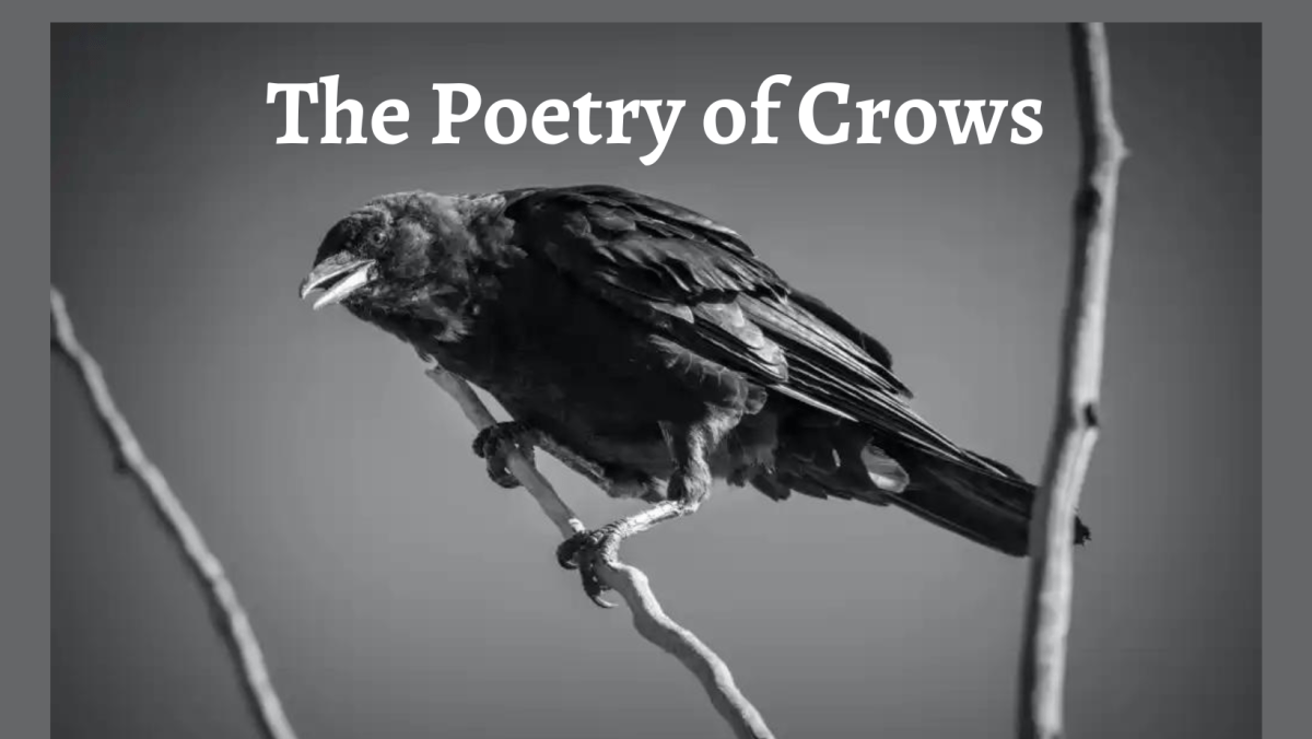The Poetry of Crows – SeasonWords.com