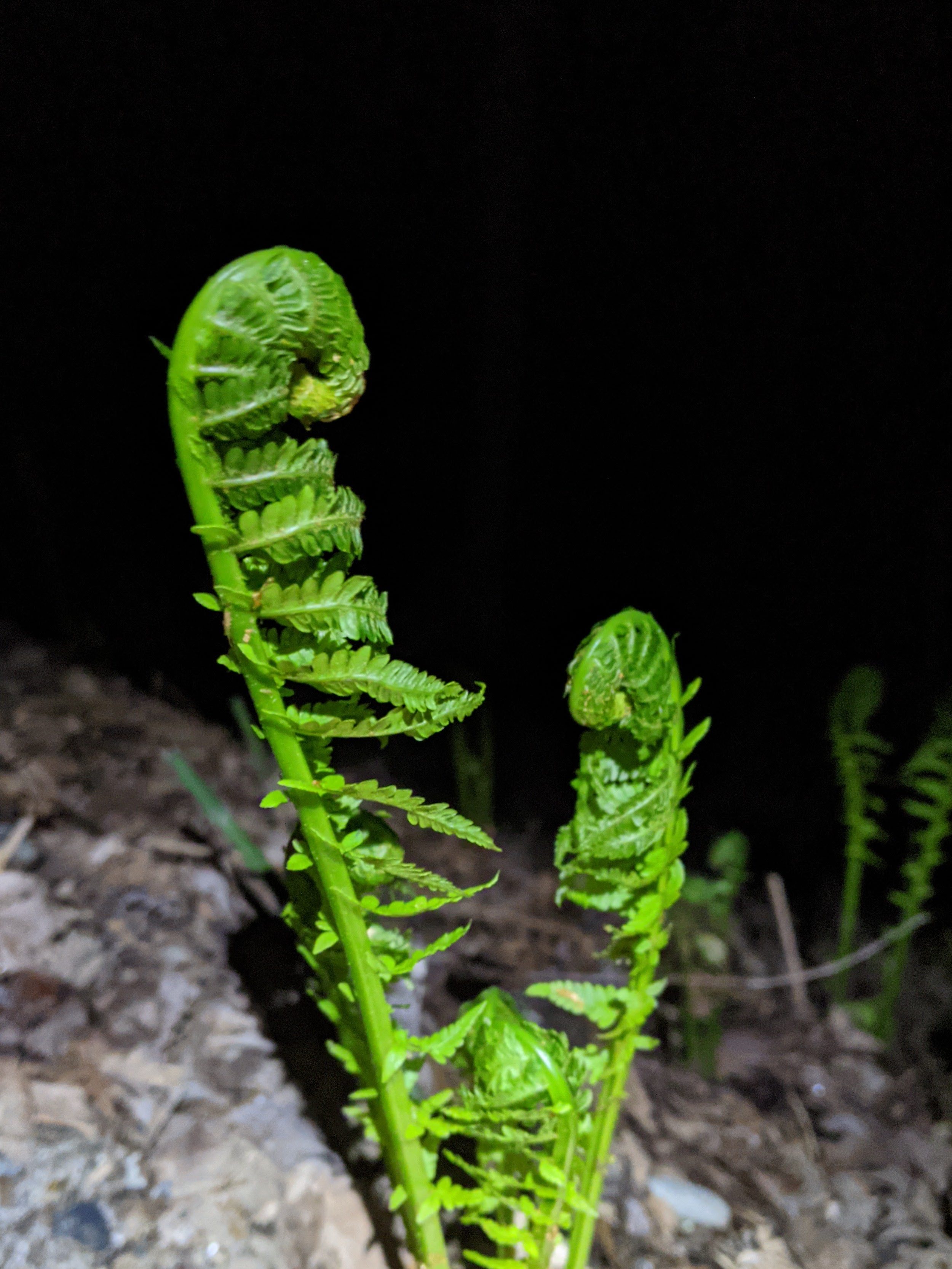 Emerging Ferns – SeasonWords.com