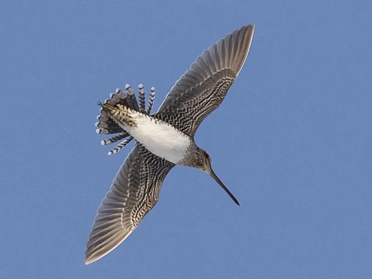 Wilson’s Snipe – SeasonWords.com