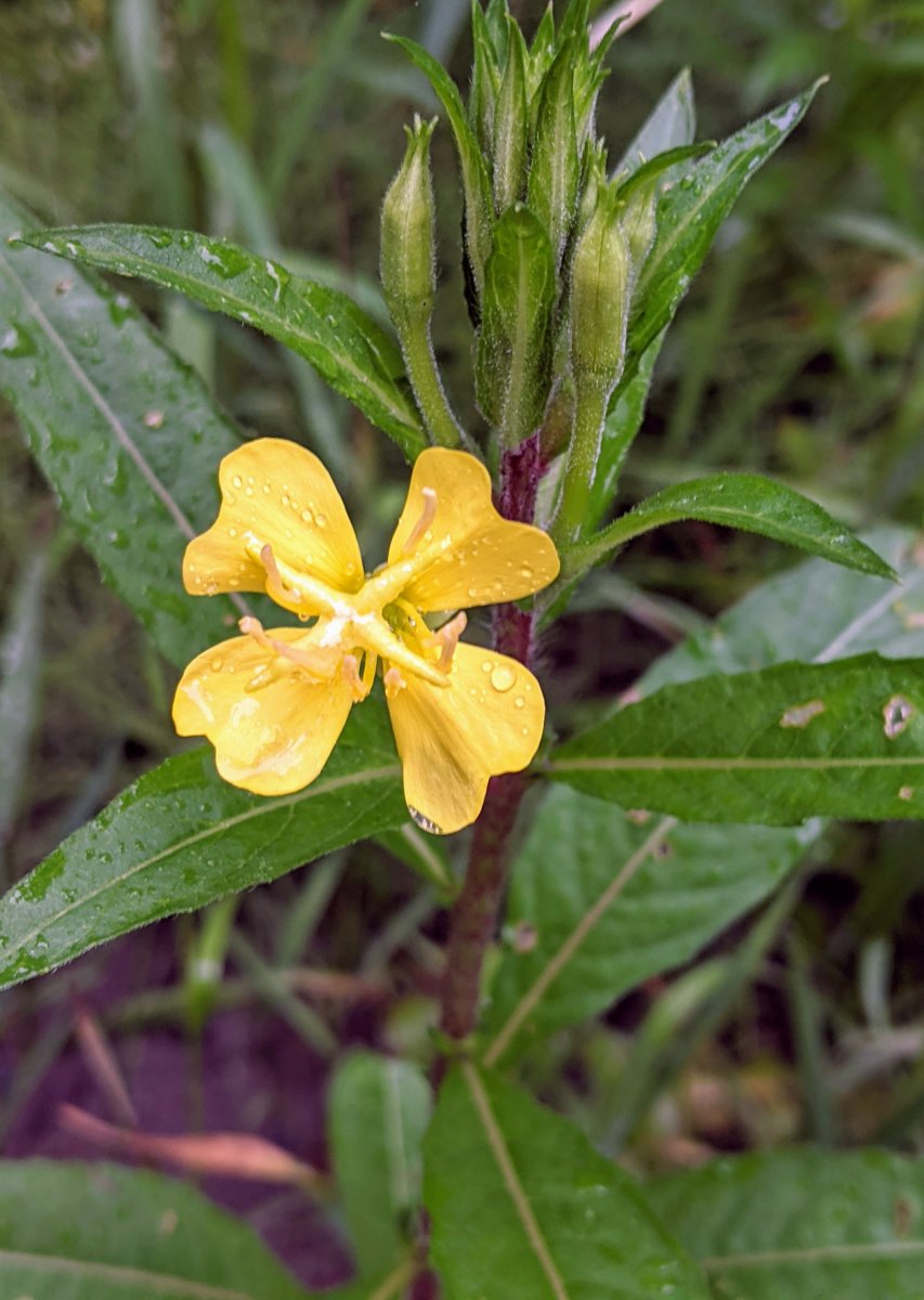 Evening Primrose: the plant and the poem – SeasonWords.com