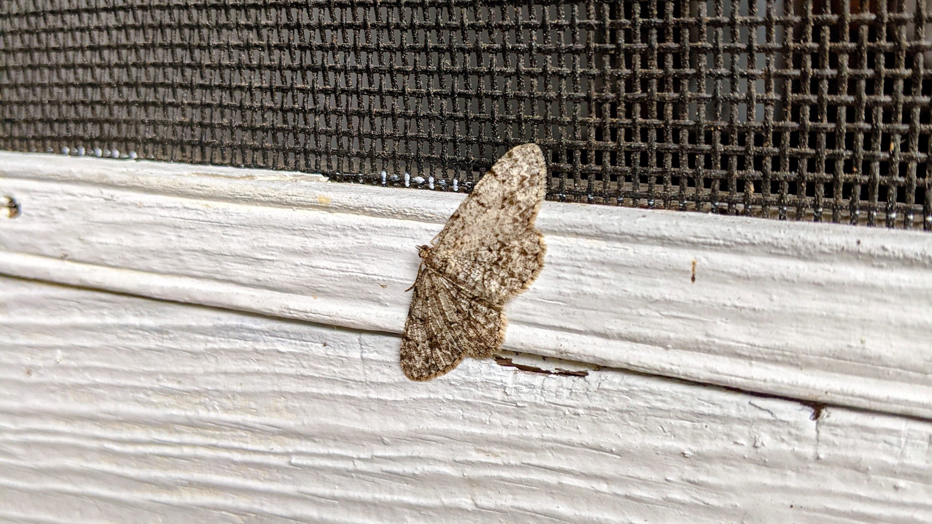 “The Death of A Moth” by Virginia Woolf – SeasonWords.com