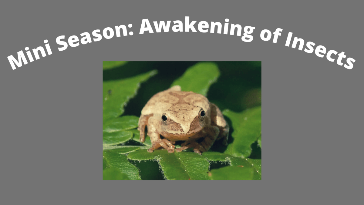 Mini Season: Awakening of Insects – SeasonWords.com
