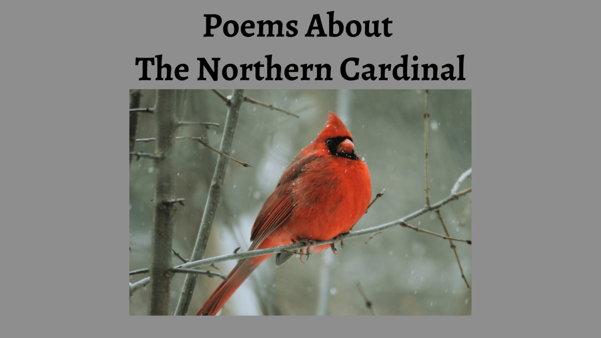 Poems About The Northern Cardinal – SeasonWords.com
