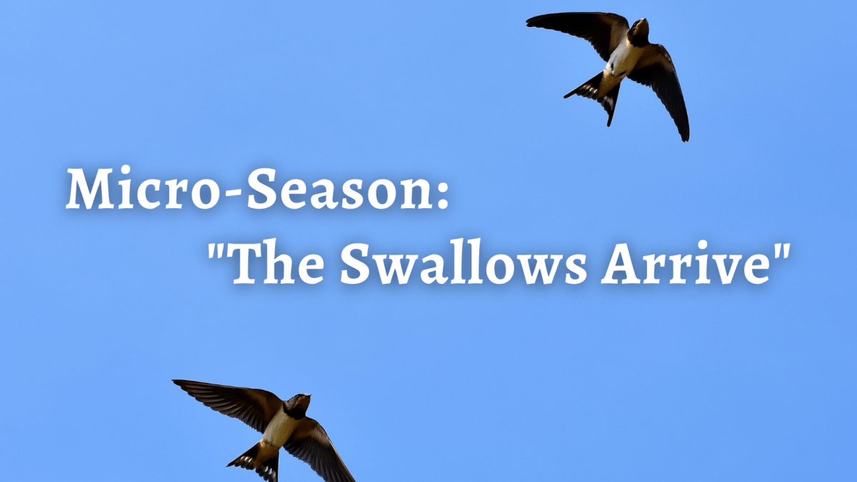 Micro-Season: “The Swallows Arrive” 2023 – SeasonWords.com