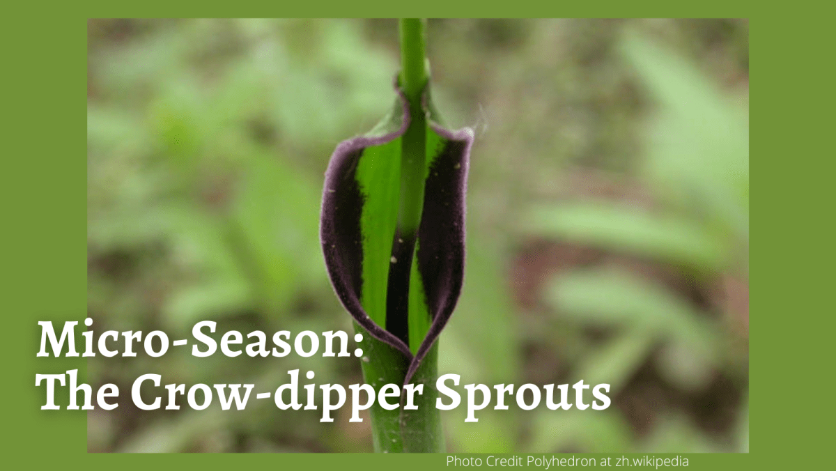 Micro-Season: “The Crow-dipper Sprouts” (2023) – SeasonWords.com