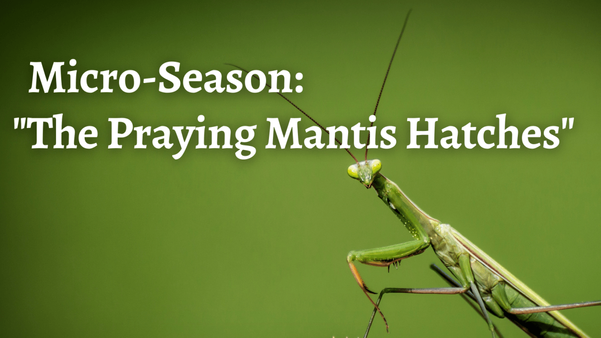 Micro-Season: “The Praying Mantis Hatches” (2023) – SeasonWords.com