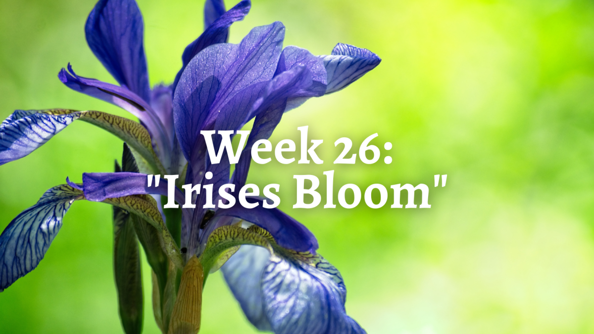 Week 26: “Irises Bloom” – SeasonWords.com