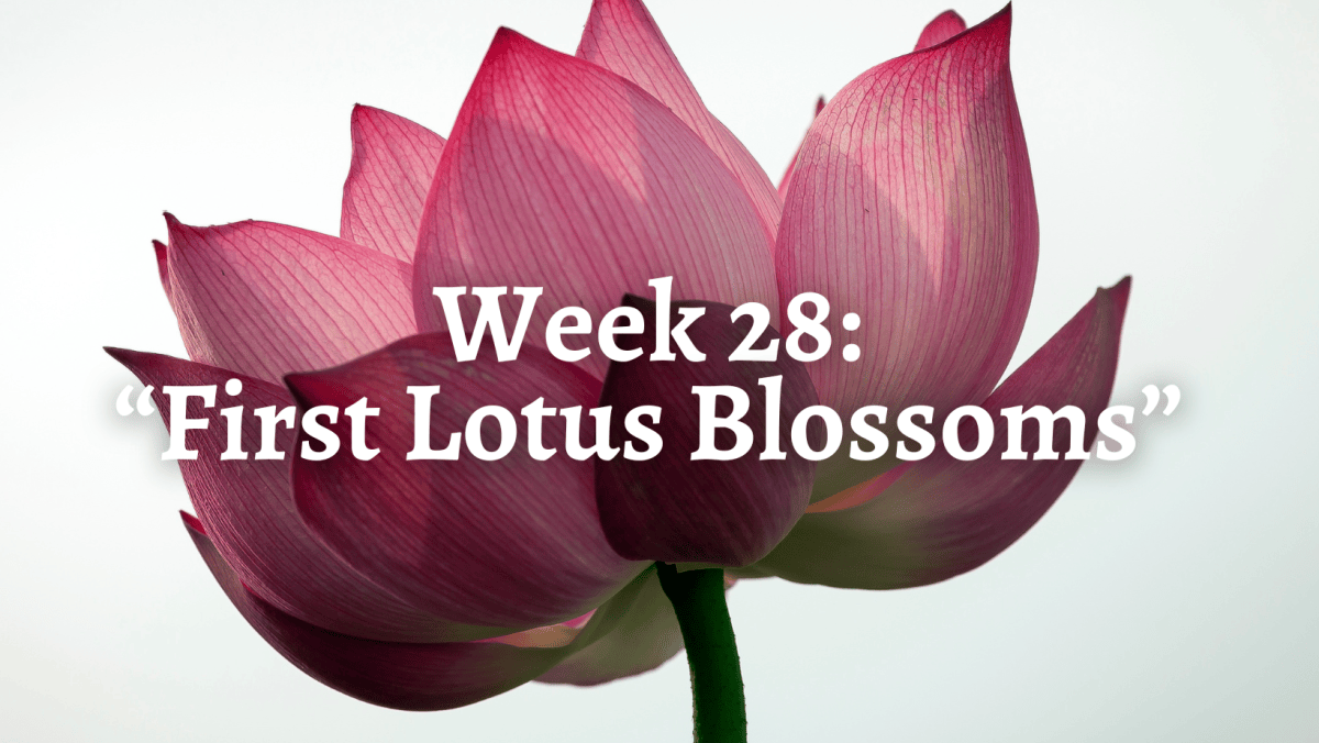 Week 28: “First Lotus Blossoms” – SeasonWords.com